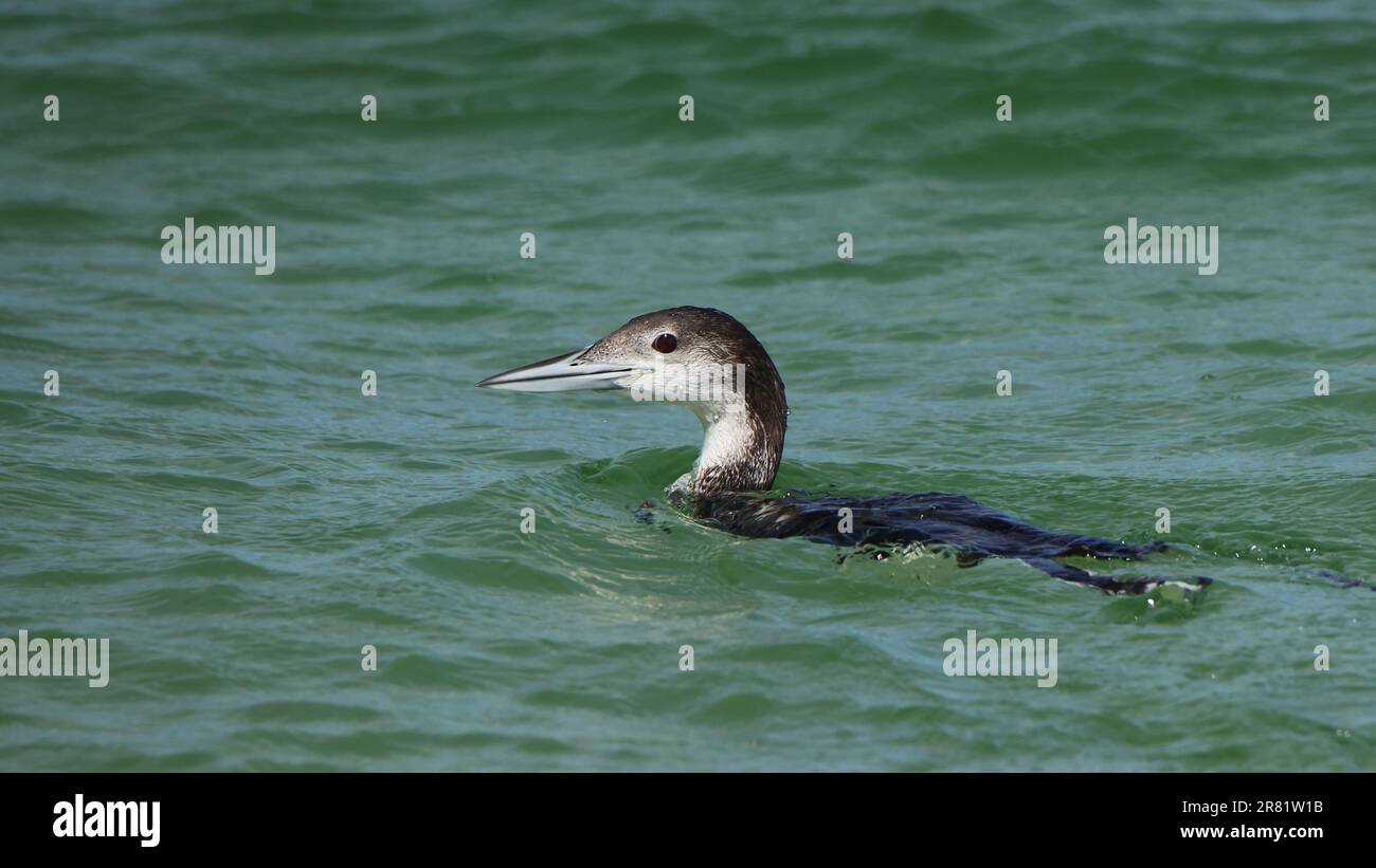 Closeup of one Common Loon in winter plumage swimming in Pensacola Bay ...
