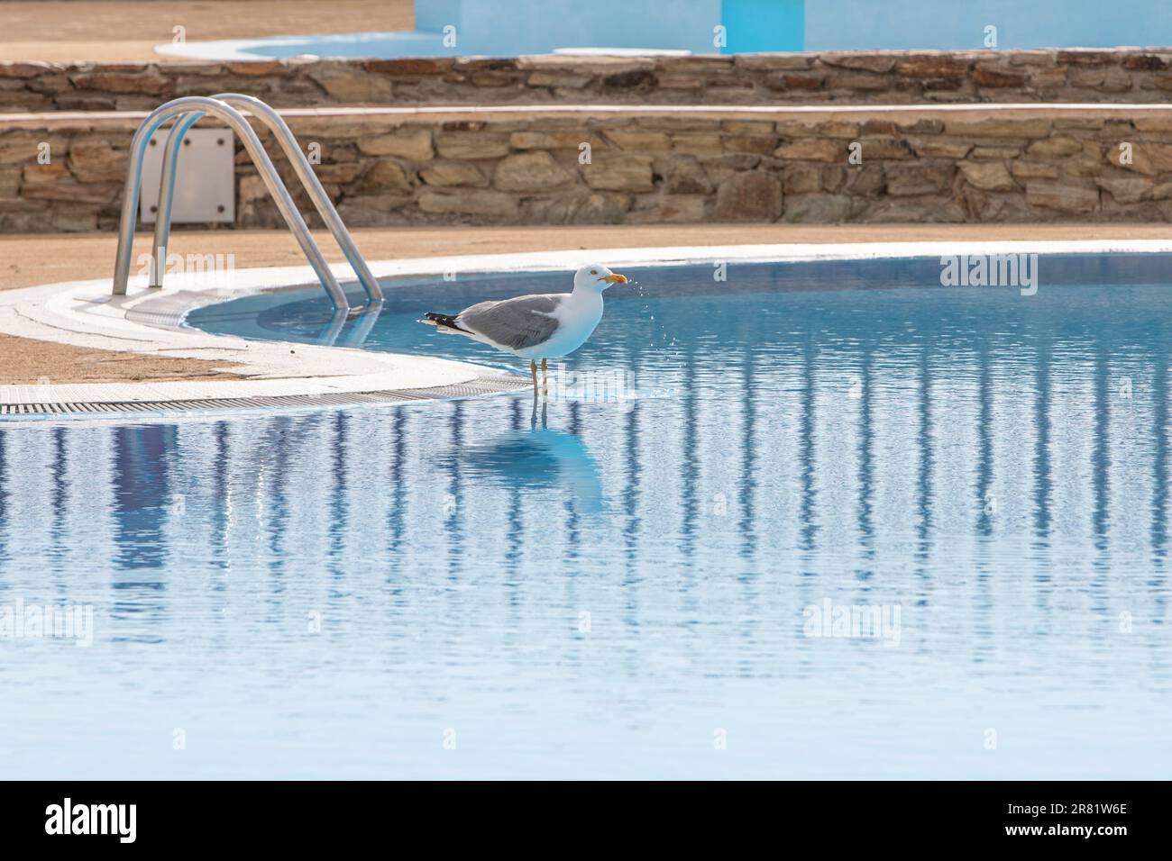 A seagull drinking water from a swimming pool in the South of France ...