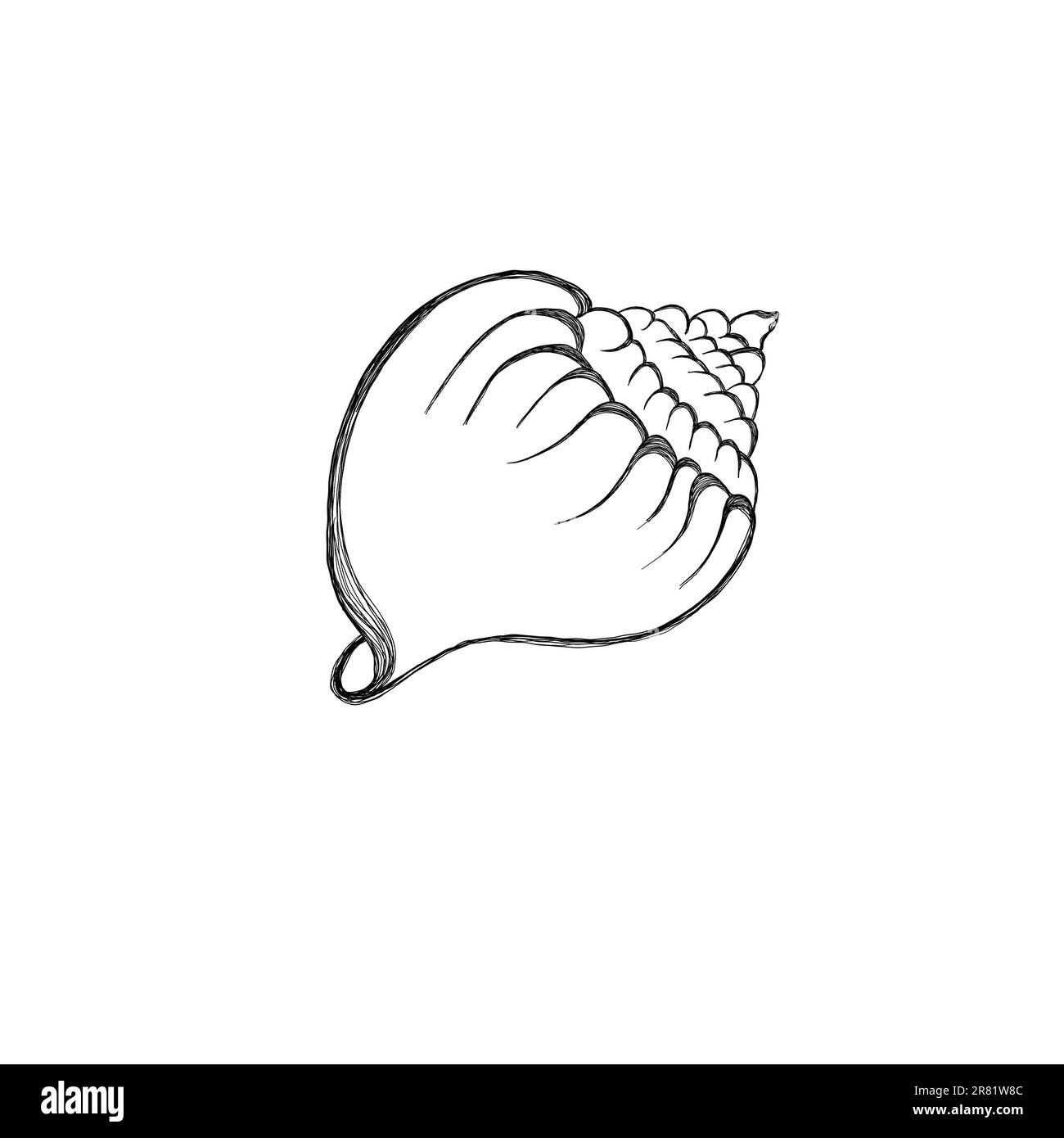 Line art illustration of a seashell. Shell tattoo idea. Hand drawn ...