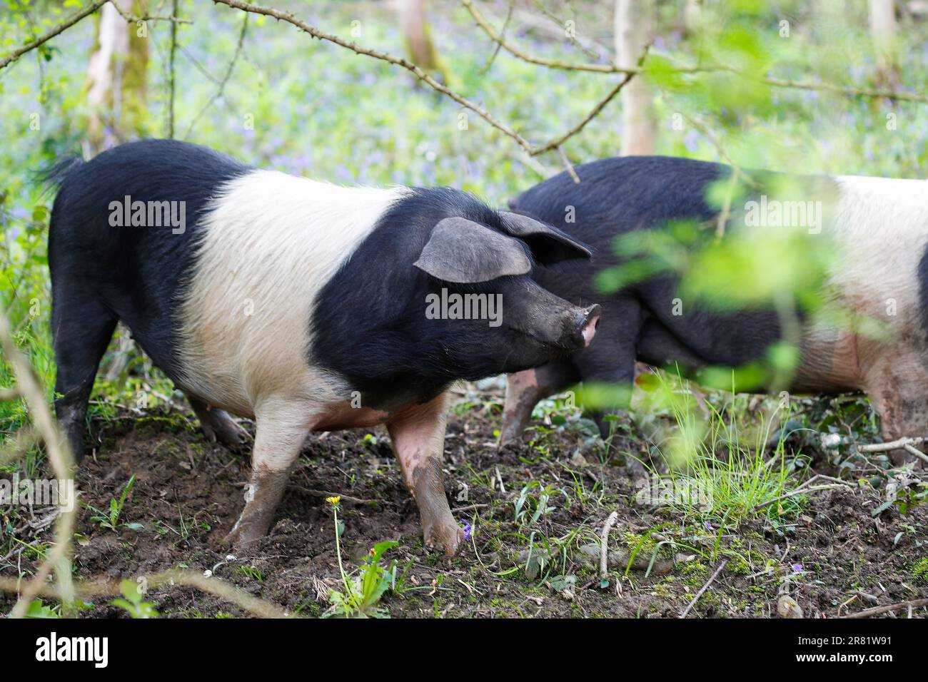 The British Saddleback (Sus scrofa domesticus) is a modern British ...