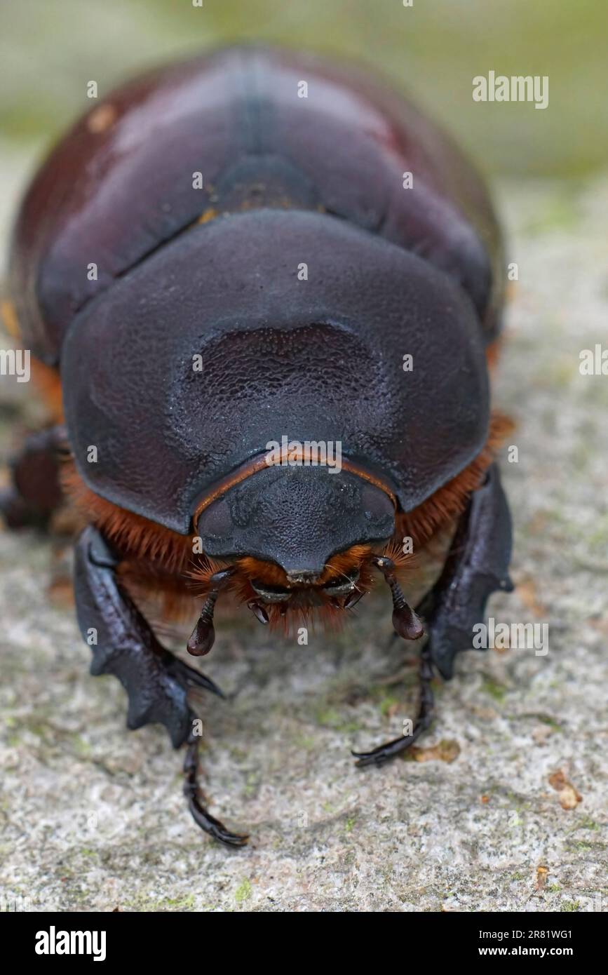 Facial closeup on a female of the the rare European rhinoceros beetle ...