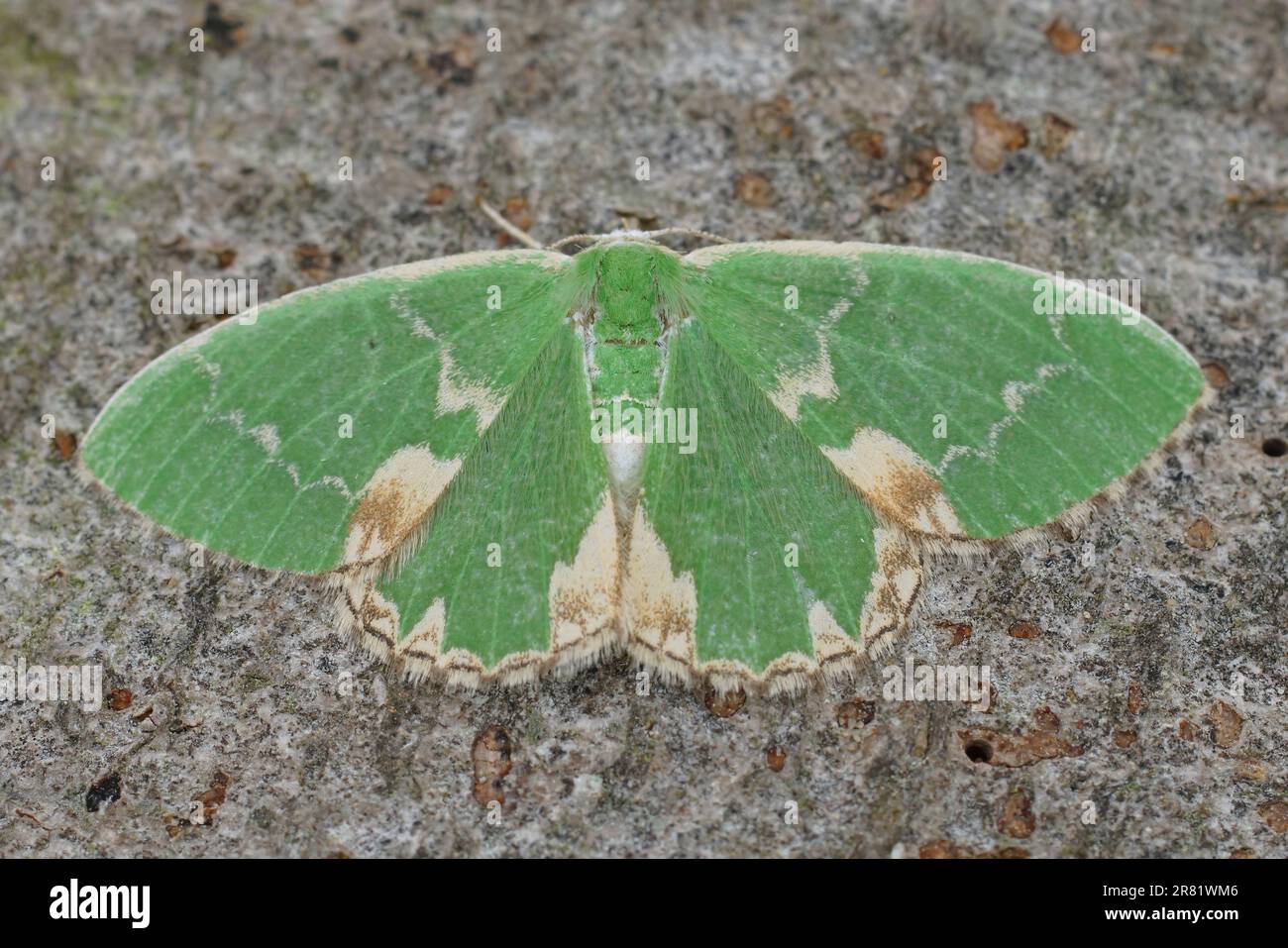 Closeup on a fresh green blotched emerald geometer moth, Comibaena ...