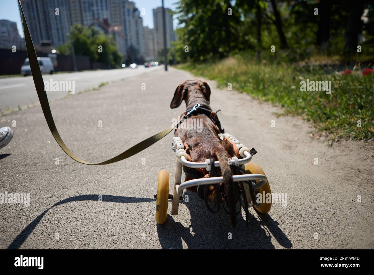 Paralyzed dog on a wheelchair on a walk in the city. Owner walking the ...