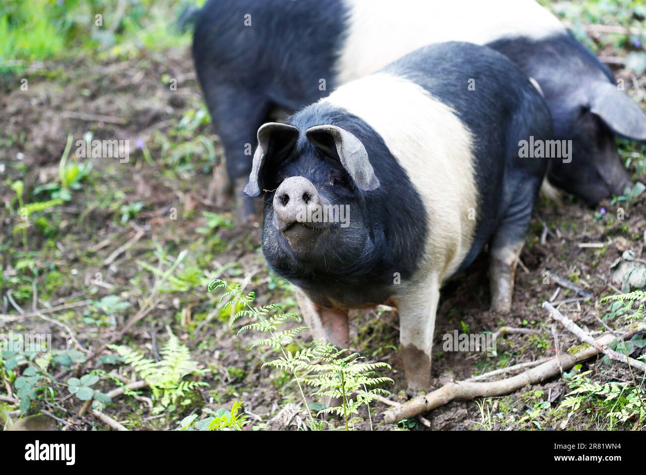 The British Saddleback (Sus scrofa domesticus) is a modern British ...