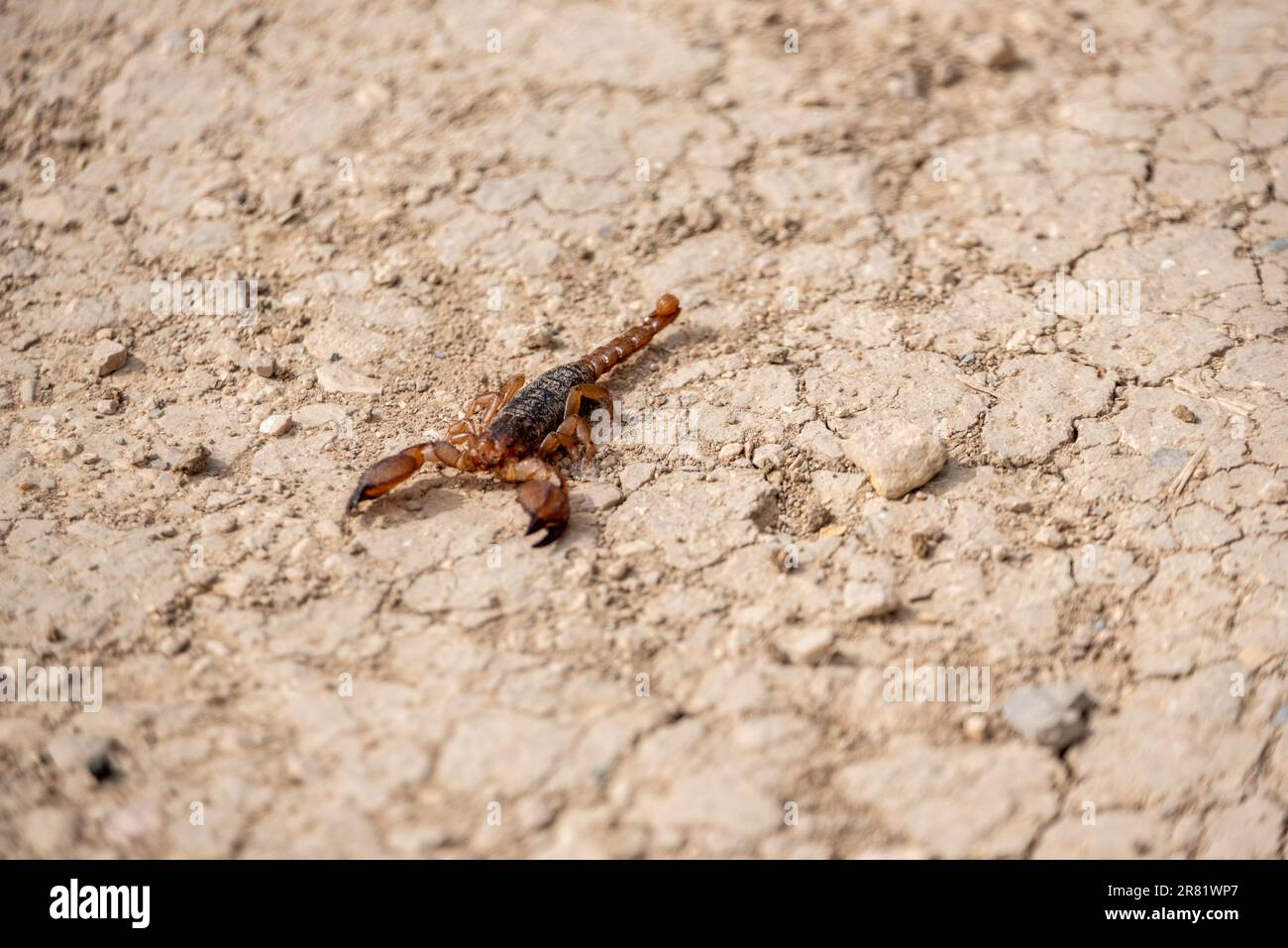A scorpion at the arid soil of Volubilis in Morocco Stock Photo - Alamy
