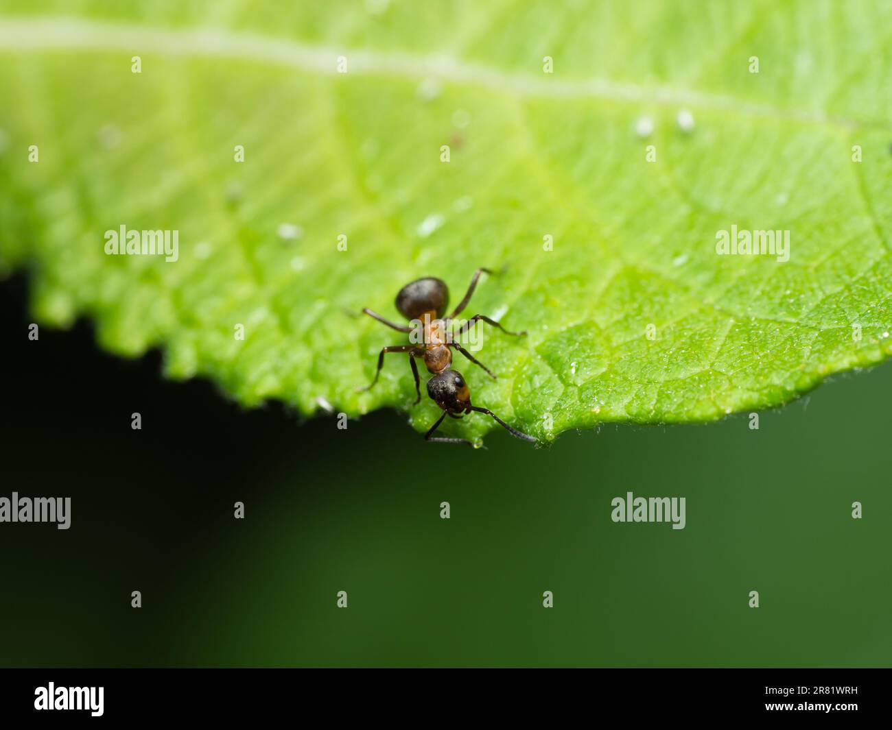 Delve into the miniature world of captivating creatures: Macro Magic ...