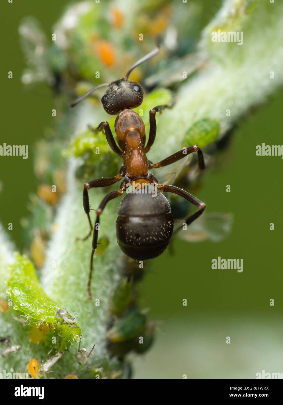 Delve into the miniature world of captivating creatures: Macro Magic ...