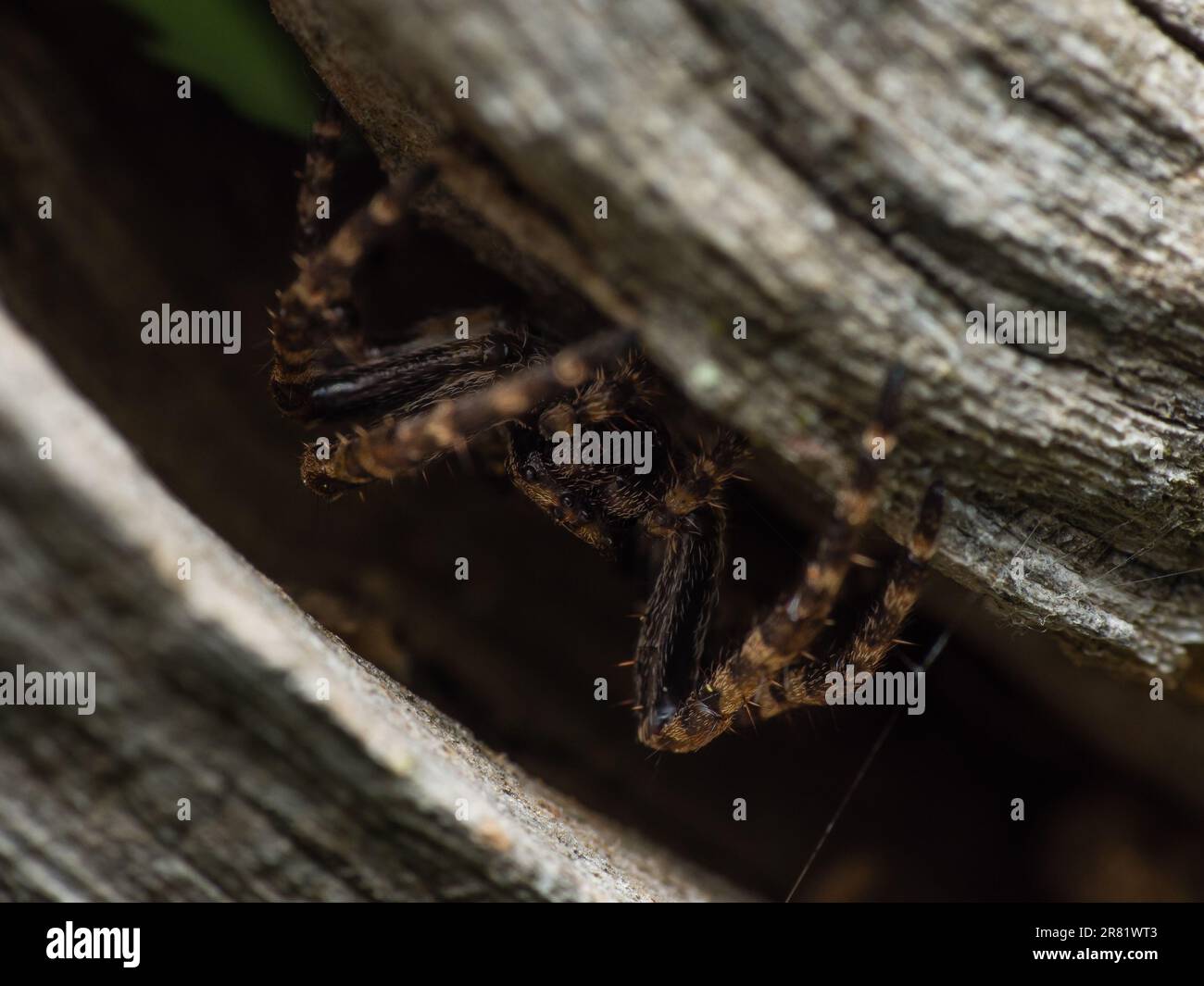 Ecosystem dynamics hi-res stock photography and images - Alamy