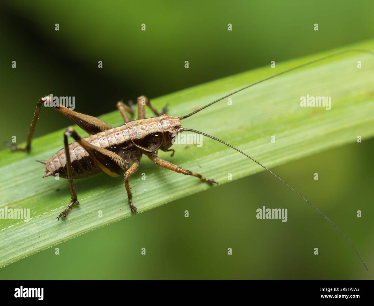 Delve into the miniature world of captivating creatures: Macro Magic ...