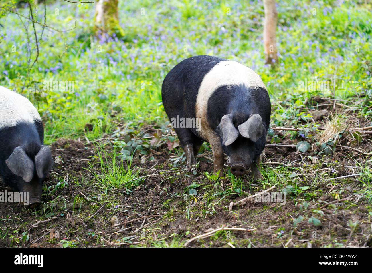 The British Saddleback (Sus scrofa domesticus) is a modern British ...