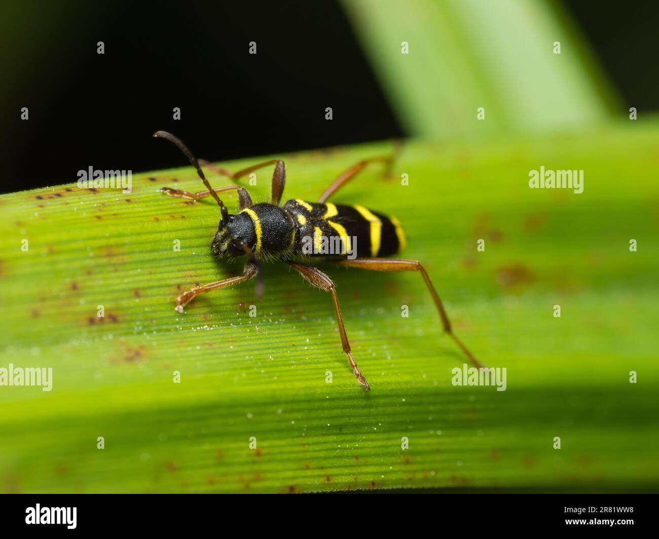 Delve into the miniature world of captivating creatures: Macro Magic ...