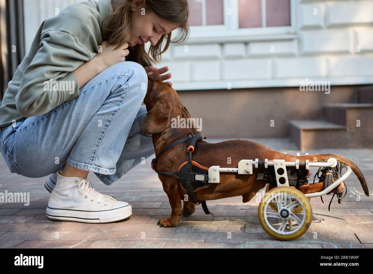 Young dog owner petting a handicapped dachshund on a wheel chair. White ...