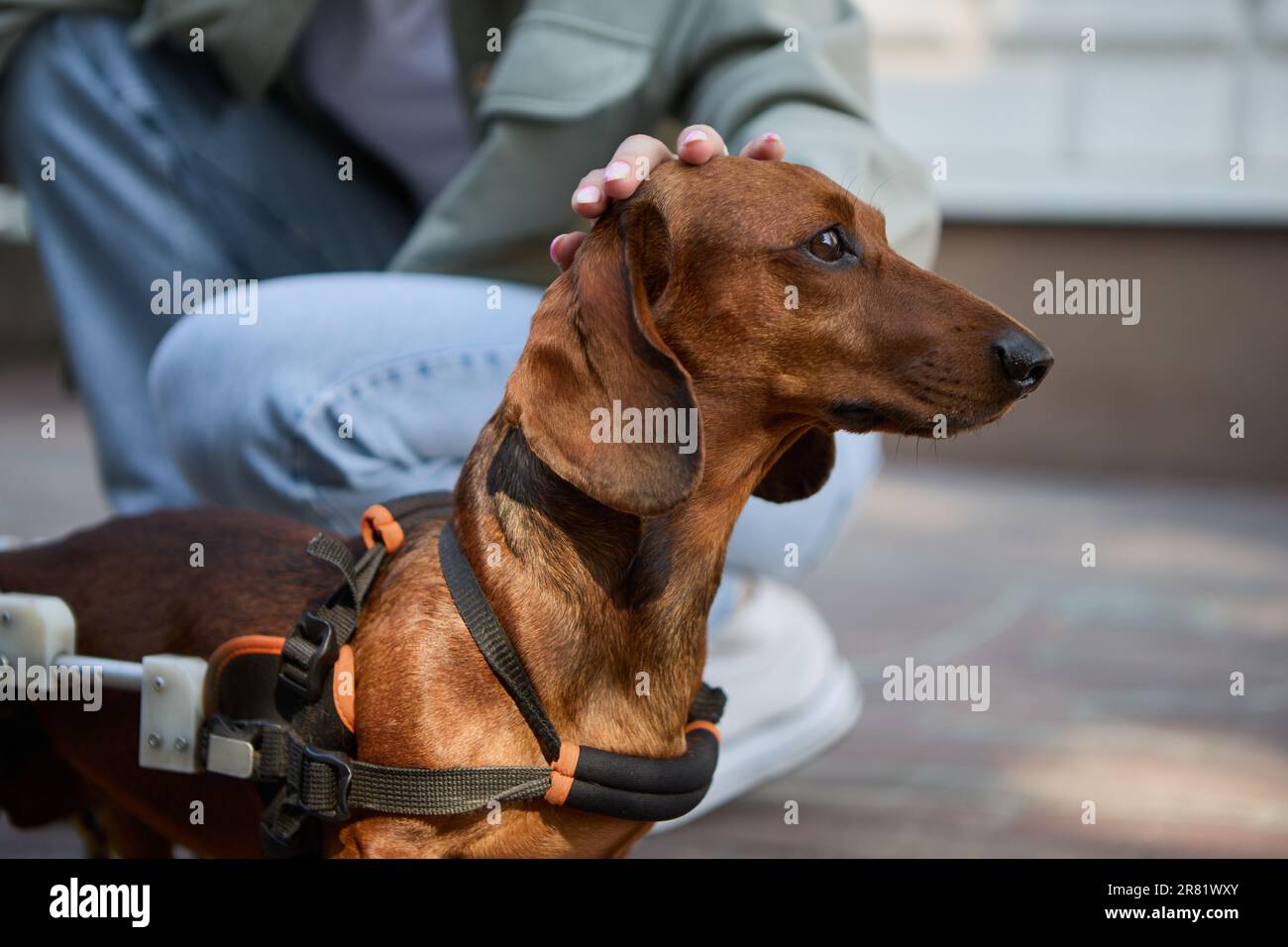 Girl petting a handicapped dog. Pet owner giving stroking a disabled ...