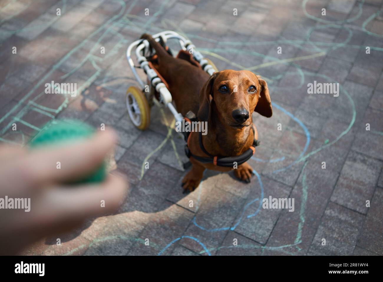 Brown handicapped dachshund on a wheel chair looking at the owner the ...