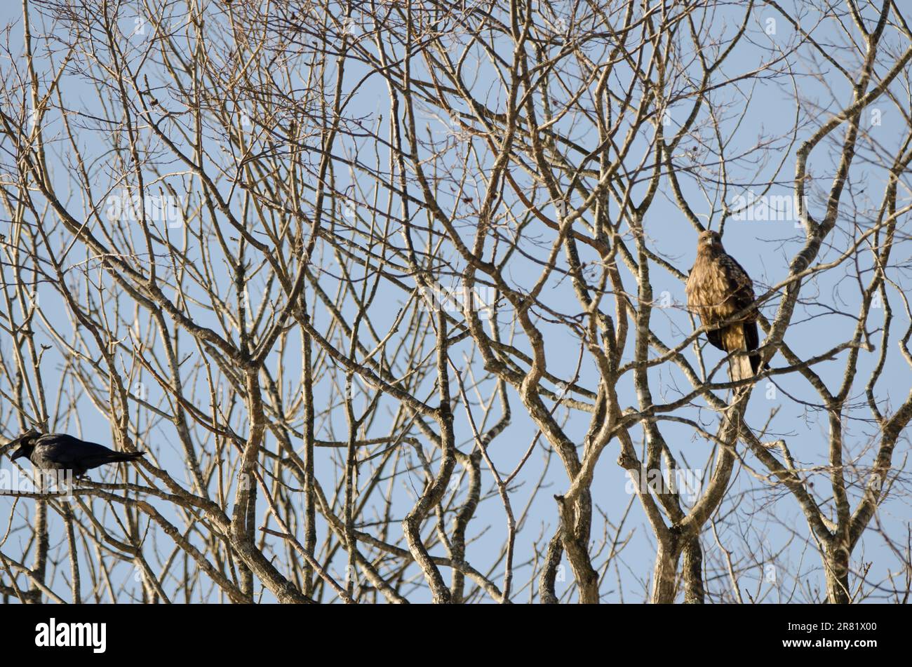 Black-eared kite Milvus migrans lineatus to the right and large-billed ...