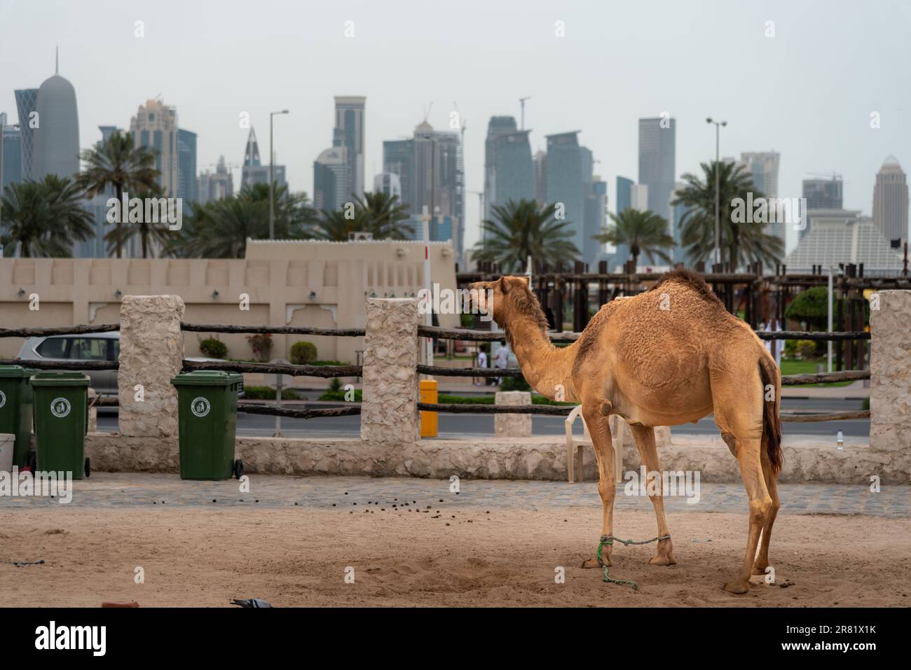 Camel for ride at Doha Qatar Stock Photo - Alamy