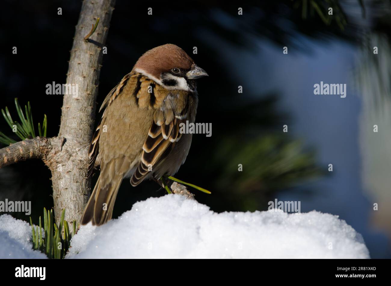 Eurasian tree sparrow Passer montanus saturatus. Kushiro Japanese Crane ...