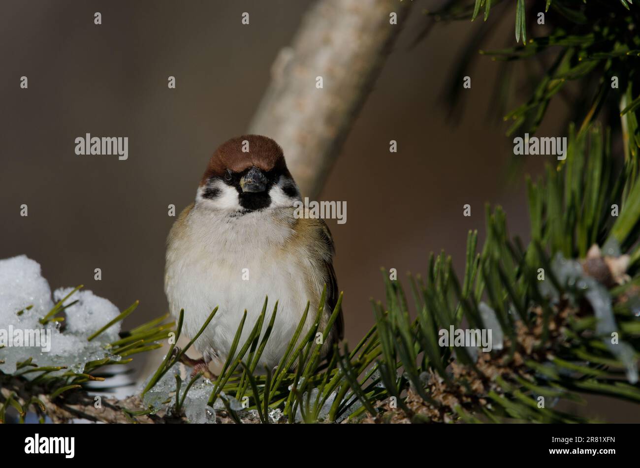 Eurasian tree sparrow Passer montanus saturatus. Kushiro Japanese Crane ...