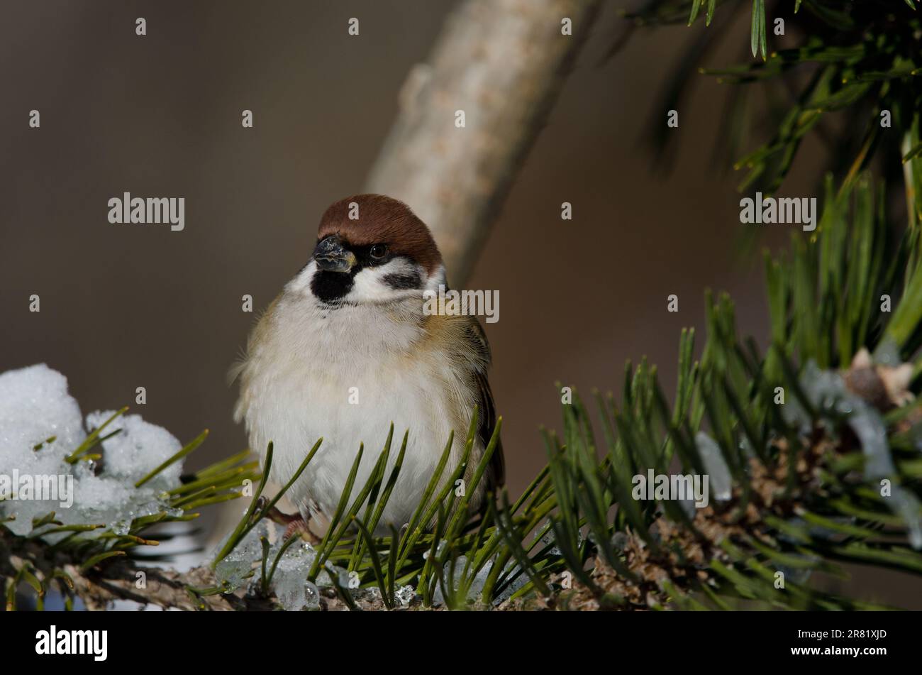 Eurasian tree sparrow Passer montanus saturatus. Kushiro Japanese Crane ...