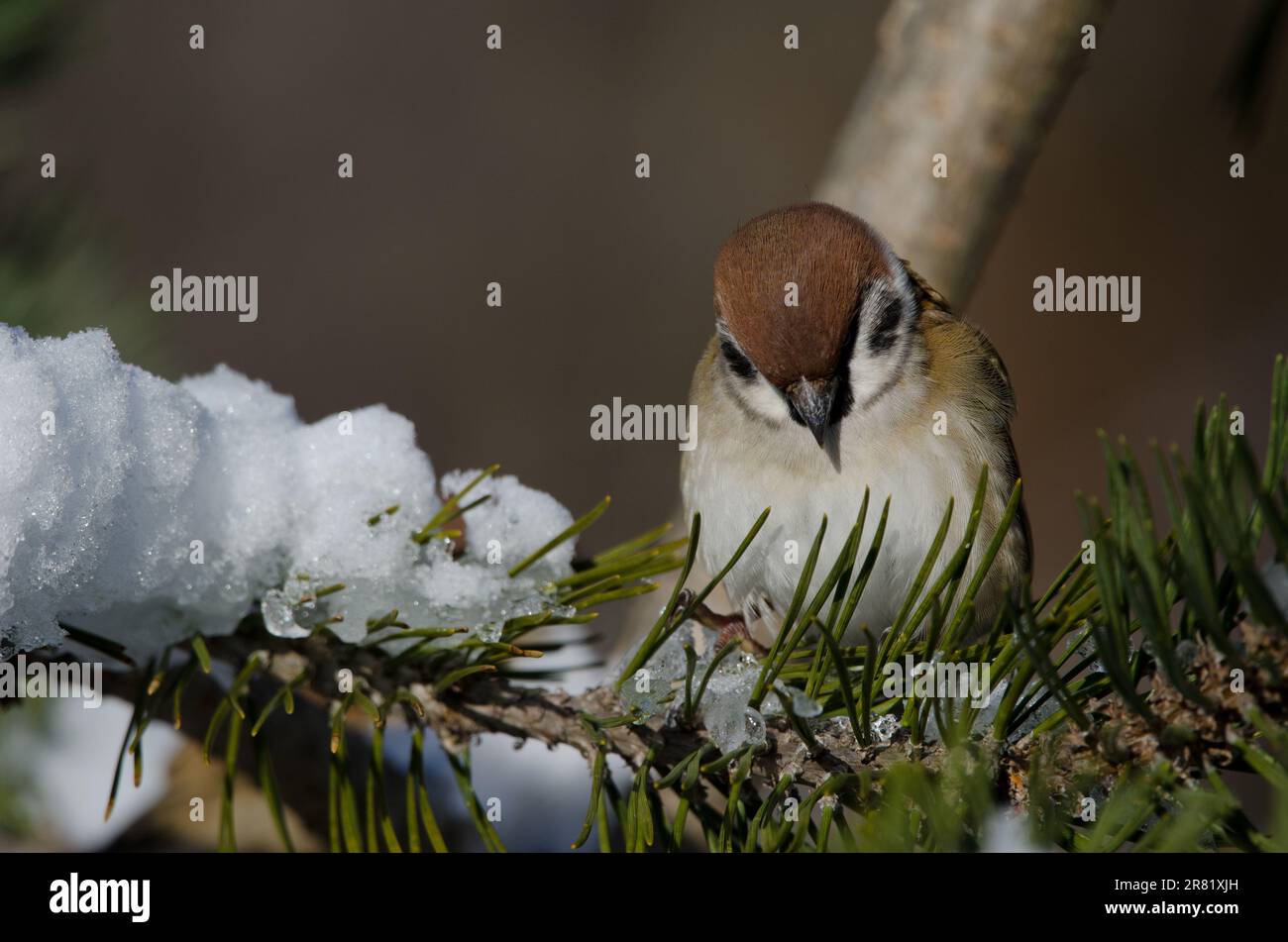 Eurasian tree sparrow Passer montanus saturatus. Kushiro Japanese Crane ...