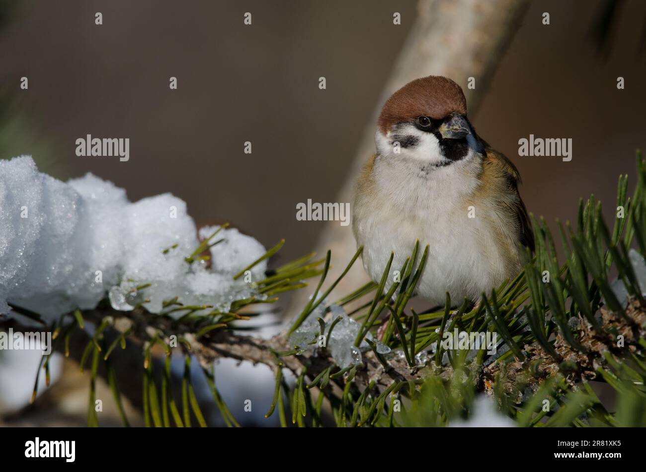 Eurasian tree sparrow Passer montanus saturatus. Kushiro Japanese Crane ...