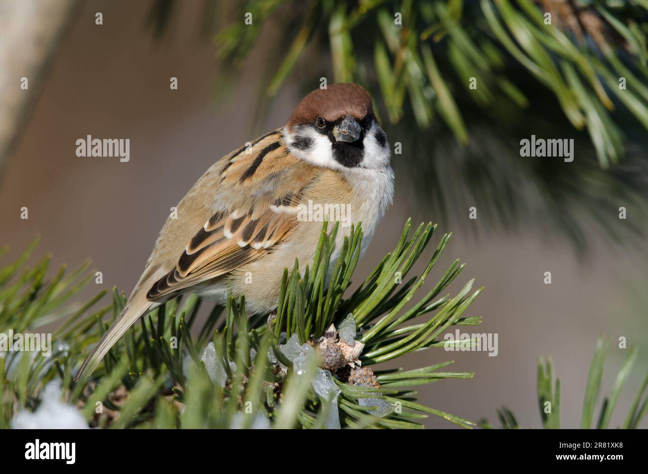 Eurasian tree sparrow Passer montanus saturatus. Kushiro Japanese Crane ...