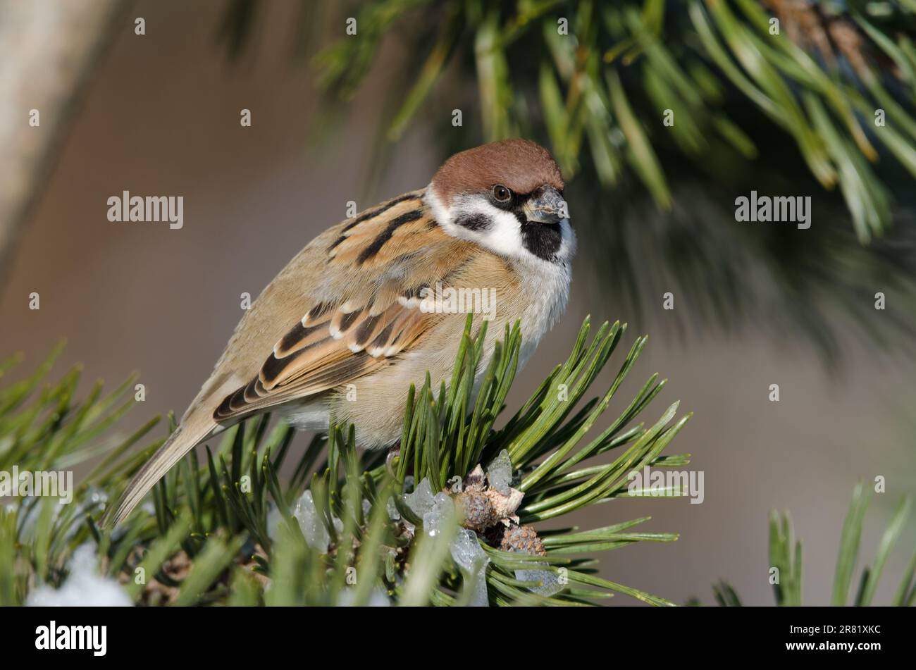 Eurasian tree sparrow Passer montanus saturatus. Kushiro Japanese Crane ...