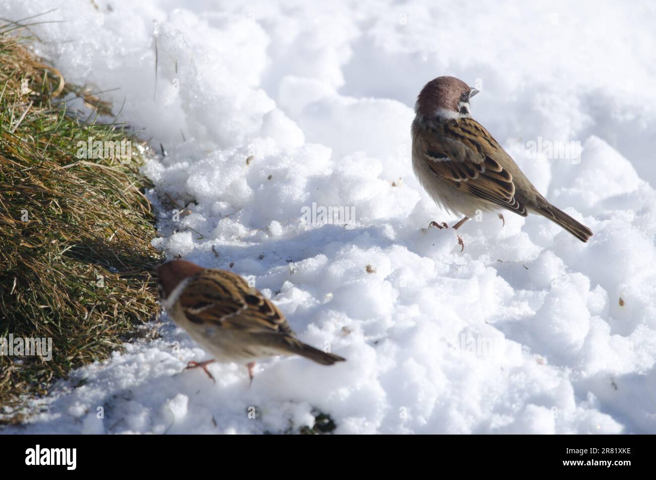Eurasian tree sparrows Passer montanus saturatus on the frozen ground ...