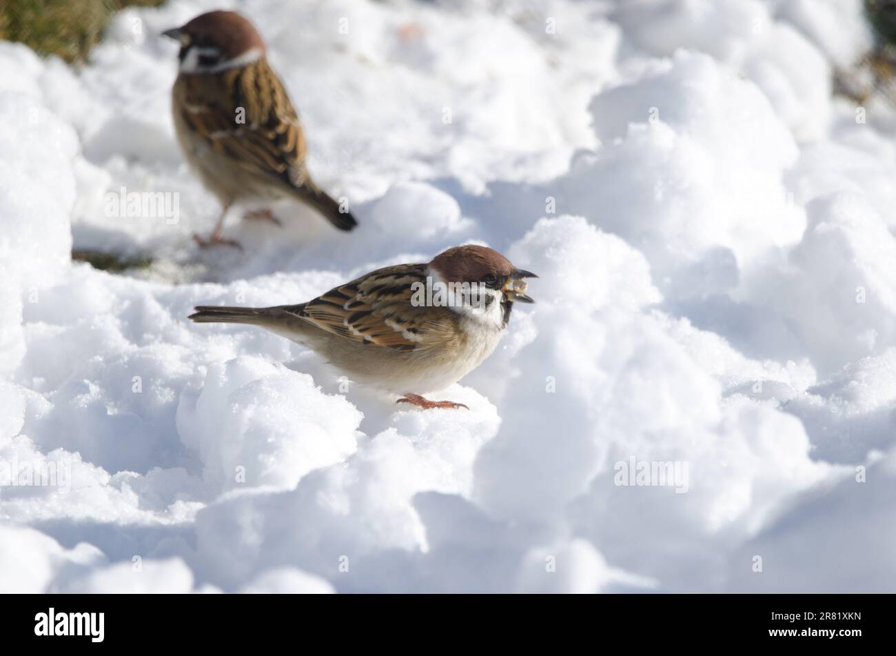 Eurasian tree sparrow Passer montanus saturatus eating on the frozen ...