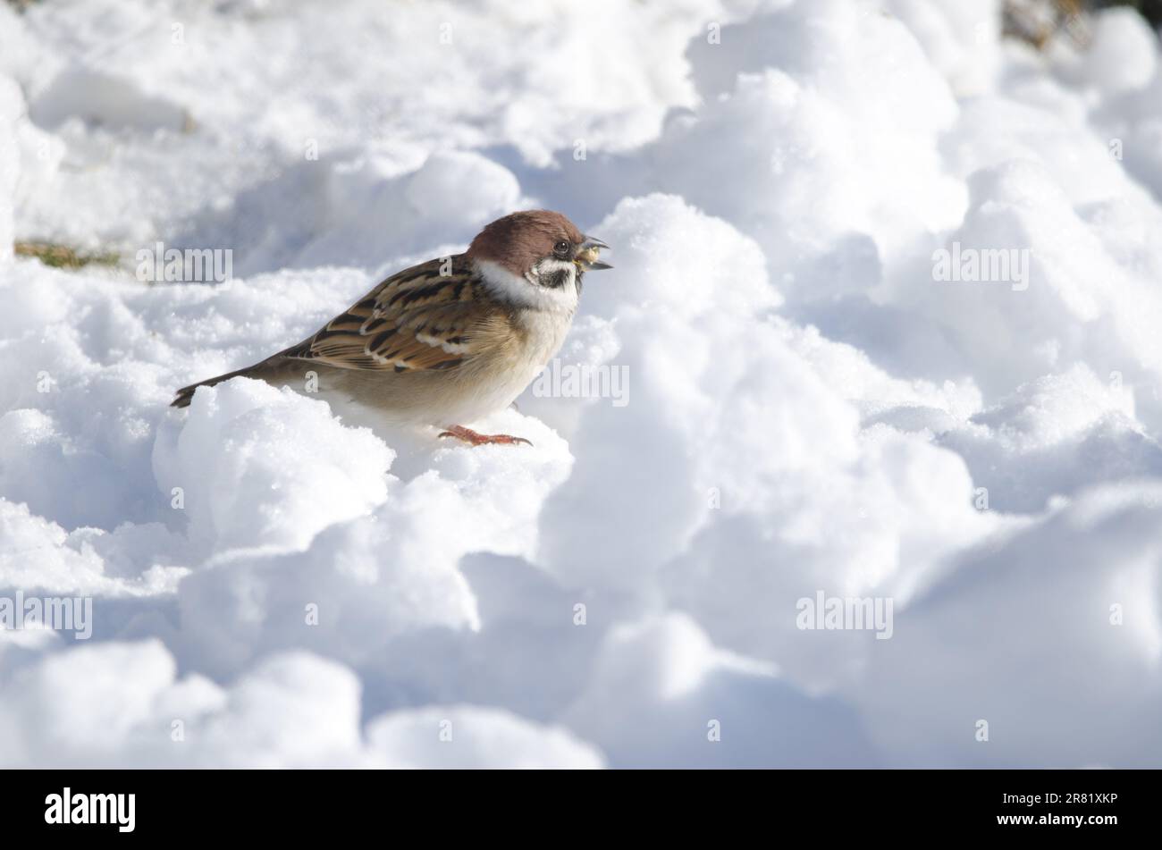 Eurasian tree sparrow Passer montanus saturatus eating on the frozen ...