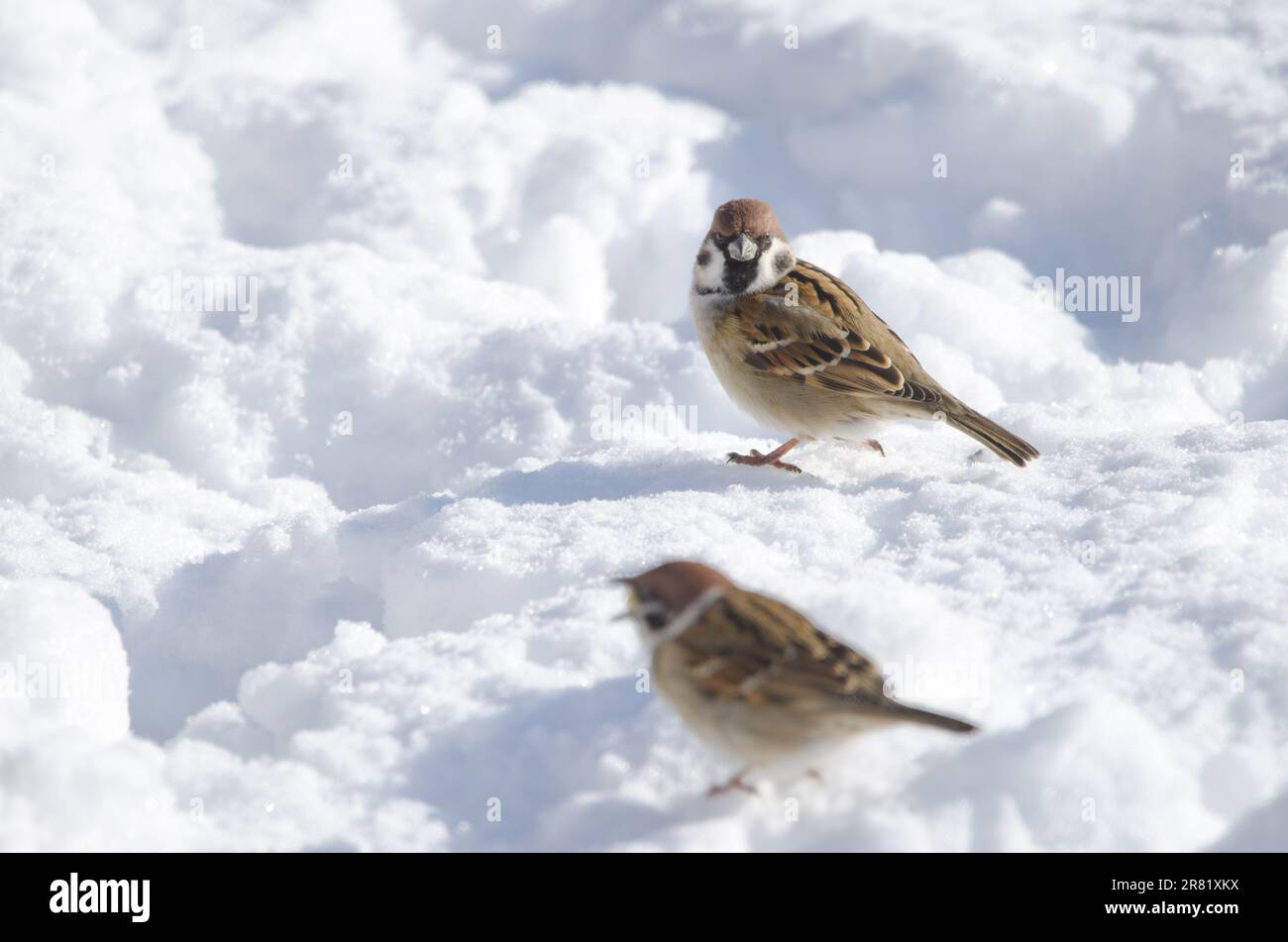 Eurasian tree sparrows Passer montanus saturatus on the frozen ground ...