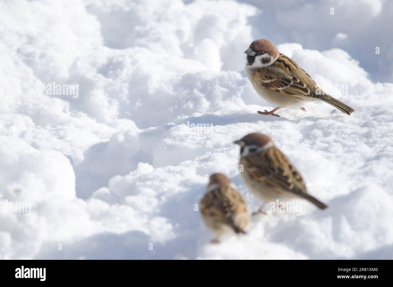 Eurasian tree sparrows Passer montanus saturatus on the frozen ground ...