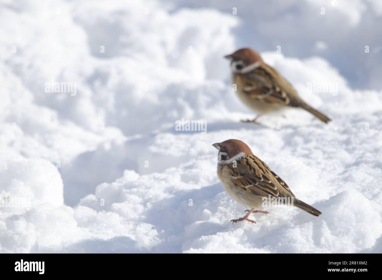 Eurasian tree sparrows Passer montanus saturatus on the frozen ground ...