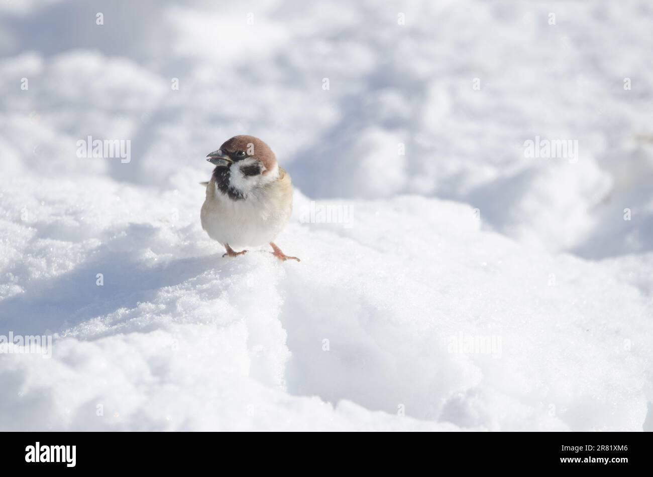 Eurasian tree sparrow Passer montanus saturatus eating on the frozen ...