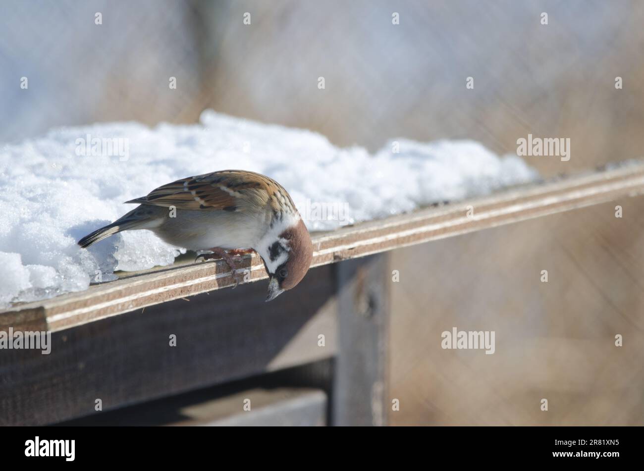 Eurasian tree sparrow Passer montanus saturatus looking down. Kushiro ...