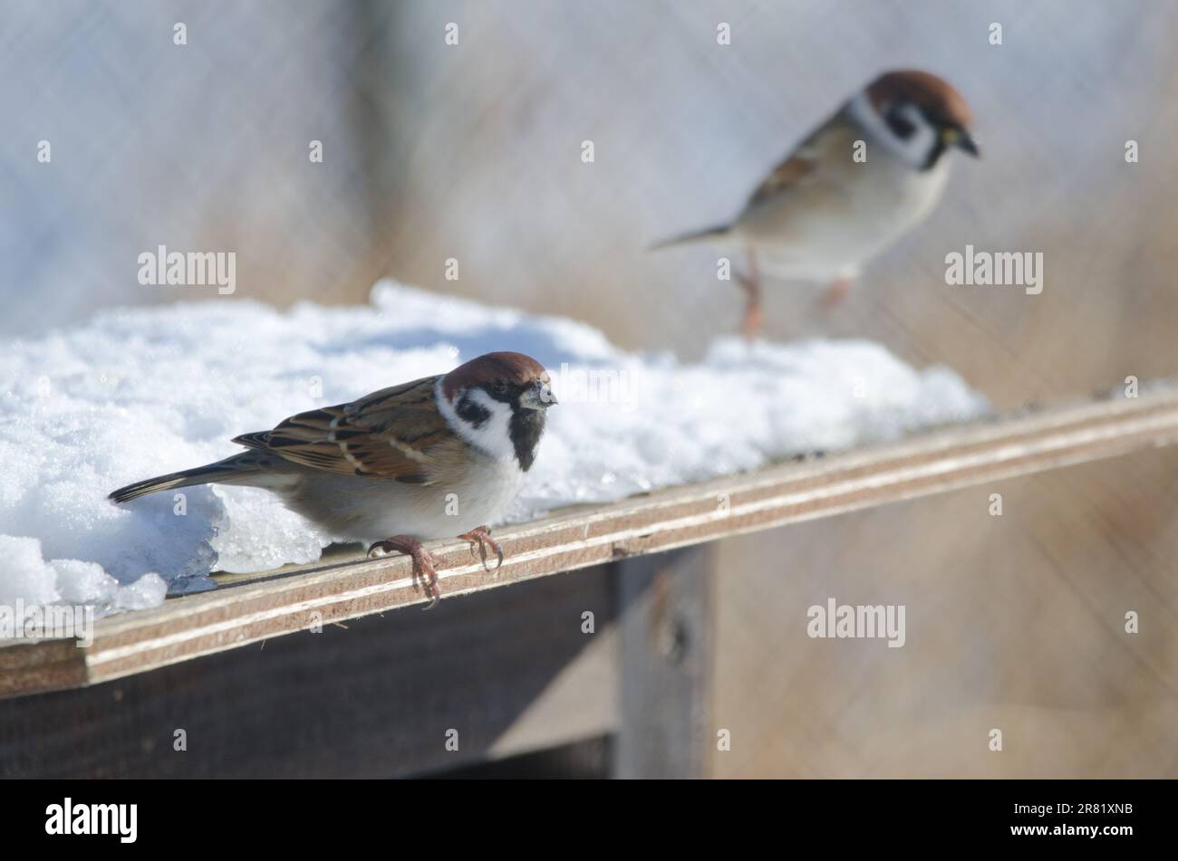 Eurasian tree sparrows Passer montanus saturatus. Kushiro Japanese ...