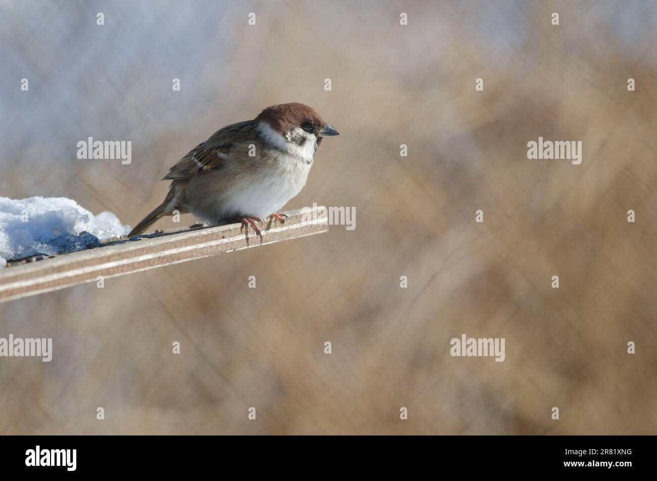 Eurasian tree sparrow Passer montanus saturatus. Kushiro Japanese Crane ...