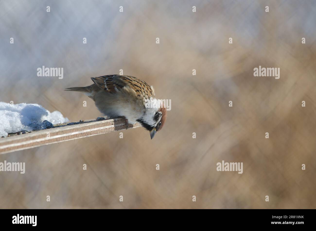 Eurasian tree sparrow Passer montanus saturatus looking down. Kushiro ...