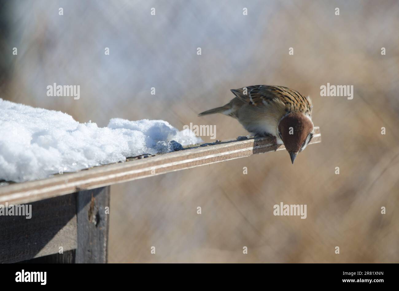 Eurasian tree sparrow Passer montanus saturatus looking down. Kushiro ...
