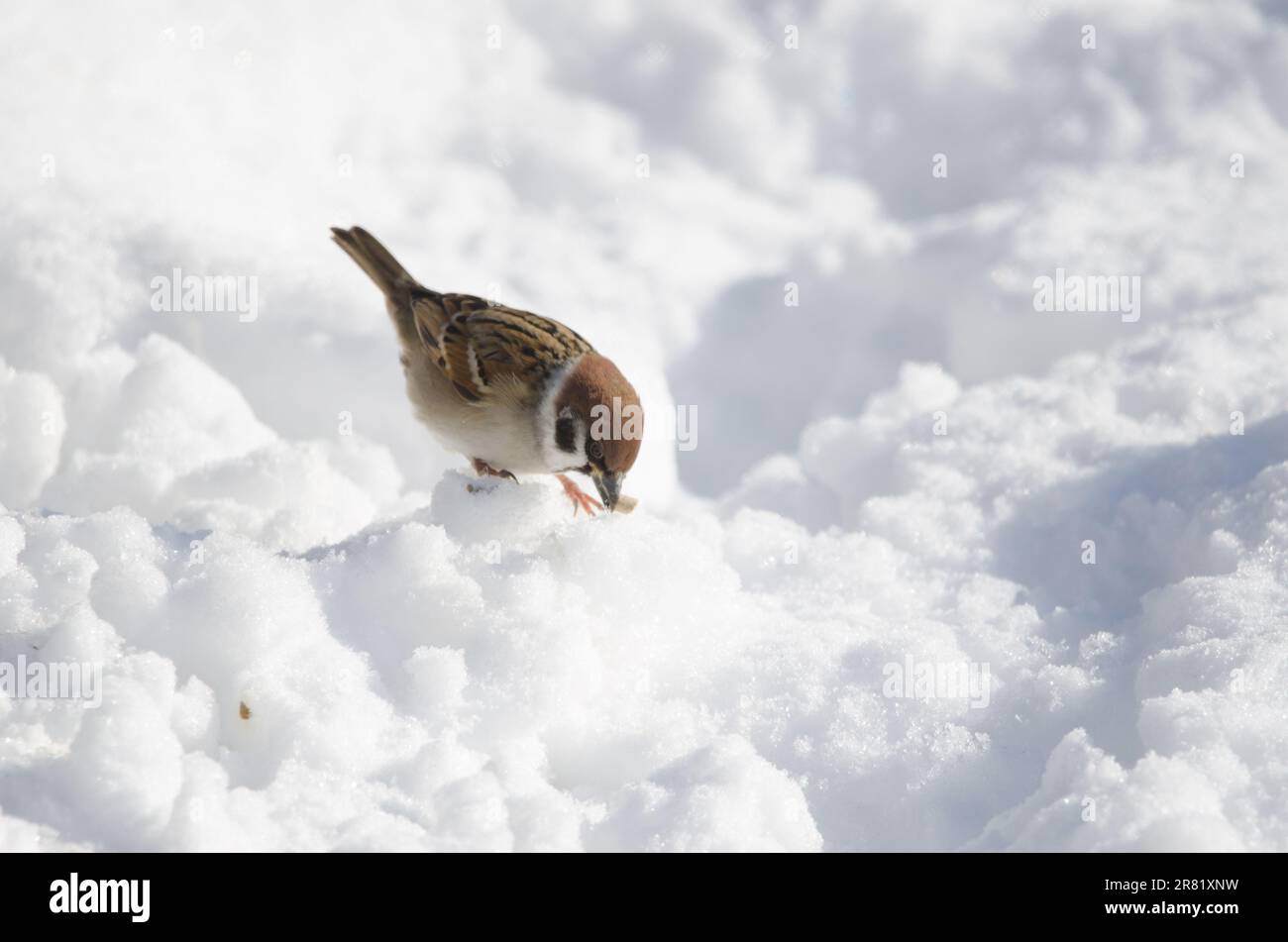 Eurasian tree sparrow Passer montanus saturatus eating on the frozen ...