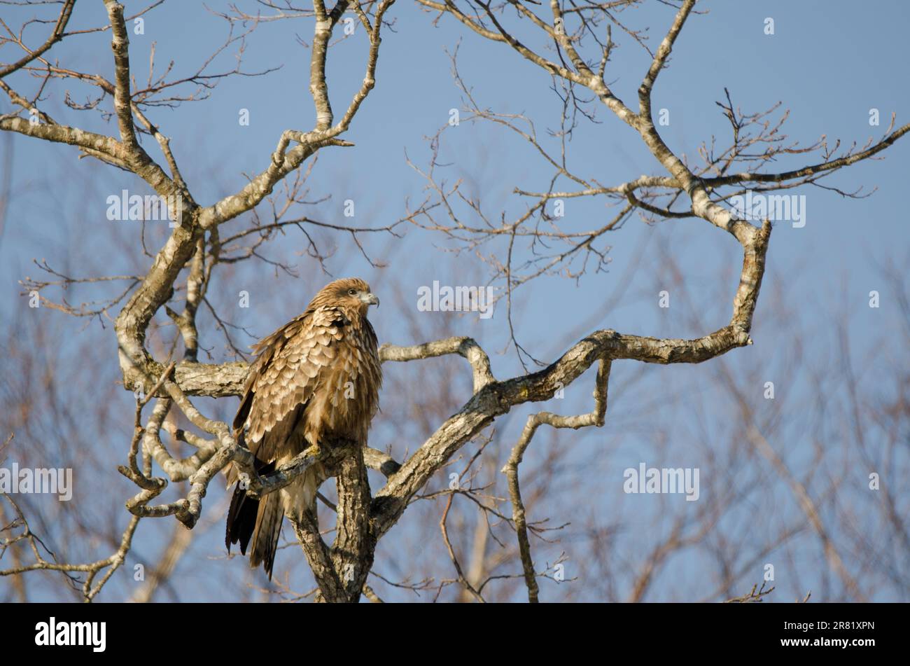 Black-eared kite Milvus migrans lineatus. Kushiro Japanese Crane ...
