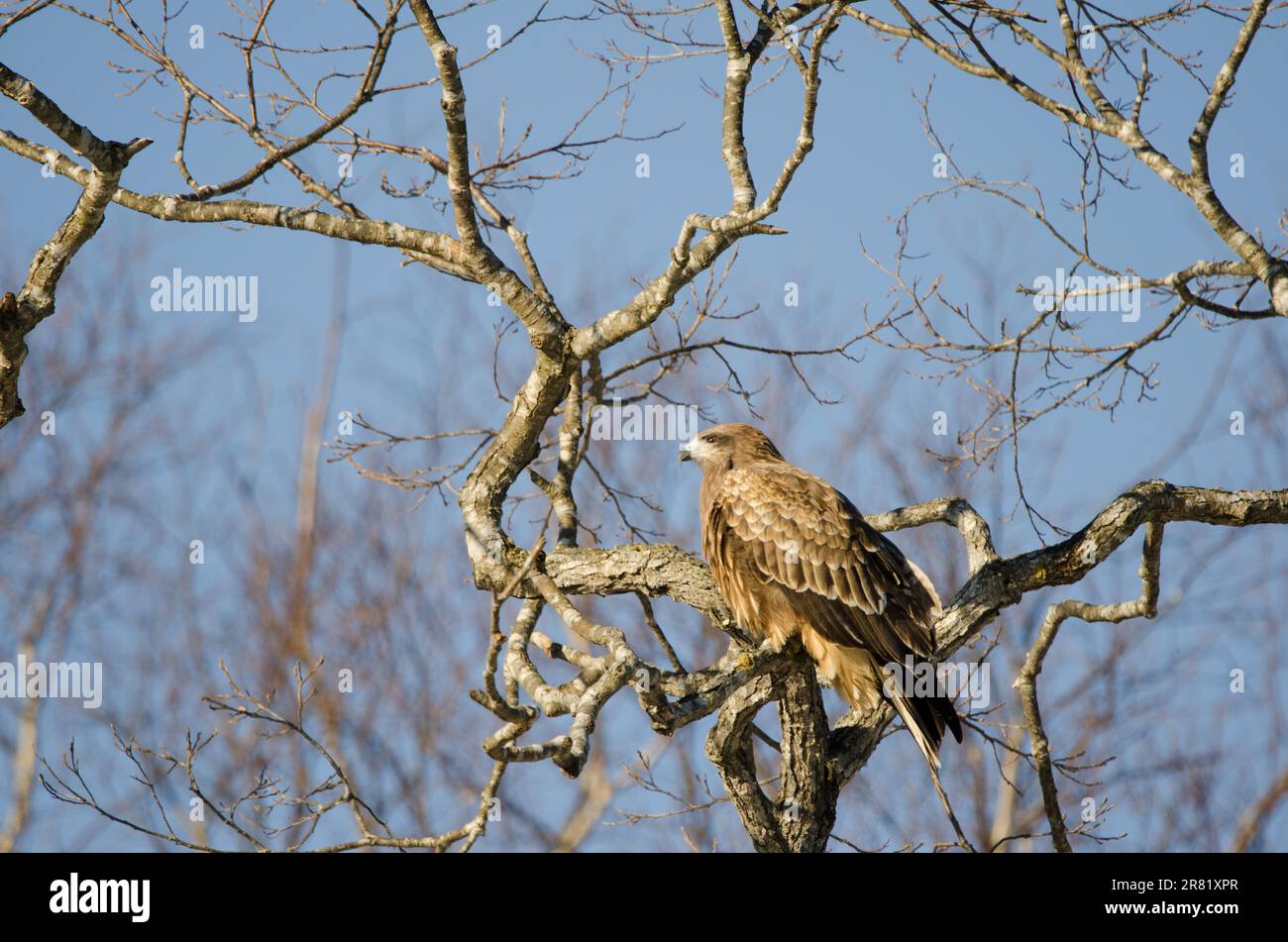 Black-eared kite Milvus migrans lineatus. Kushiro Japanese Crane ...