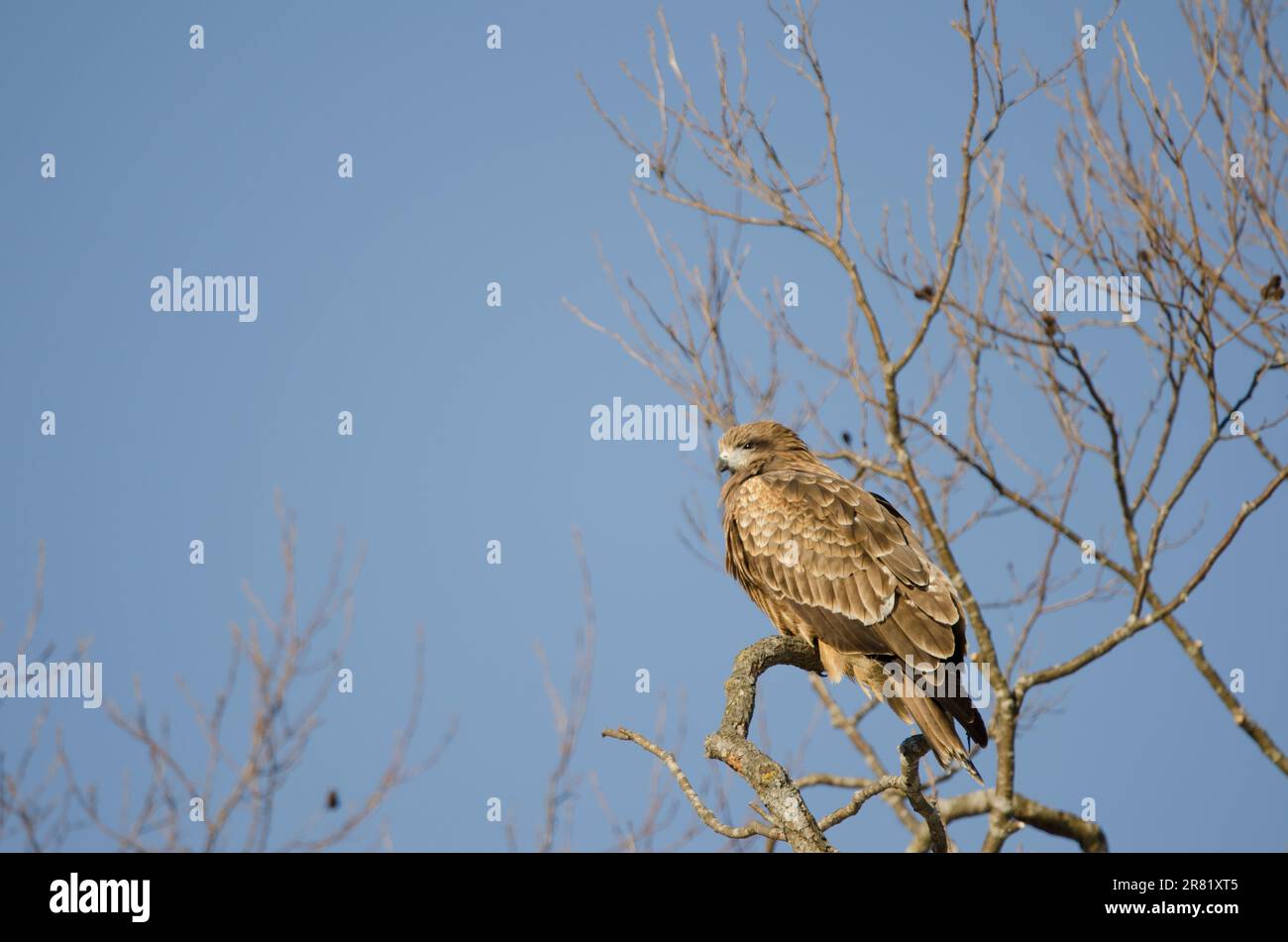 Black-eared kite Milvus migrans lineatus. Kushiro Japanese Crane ...