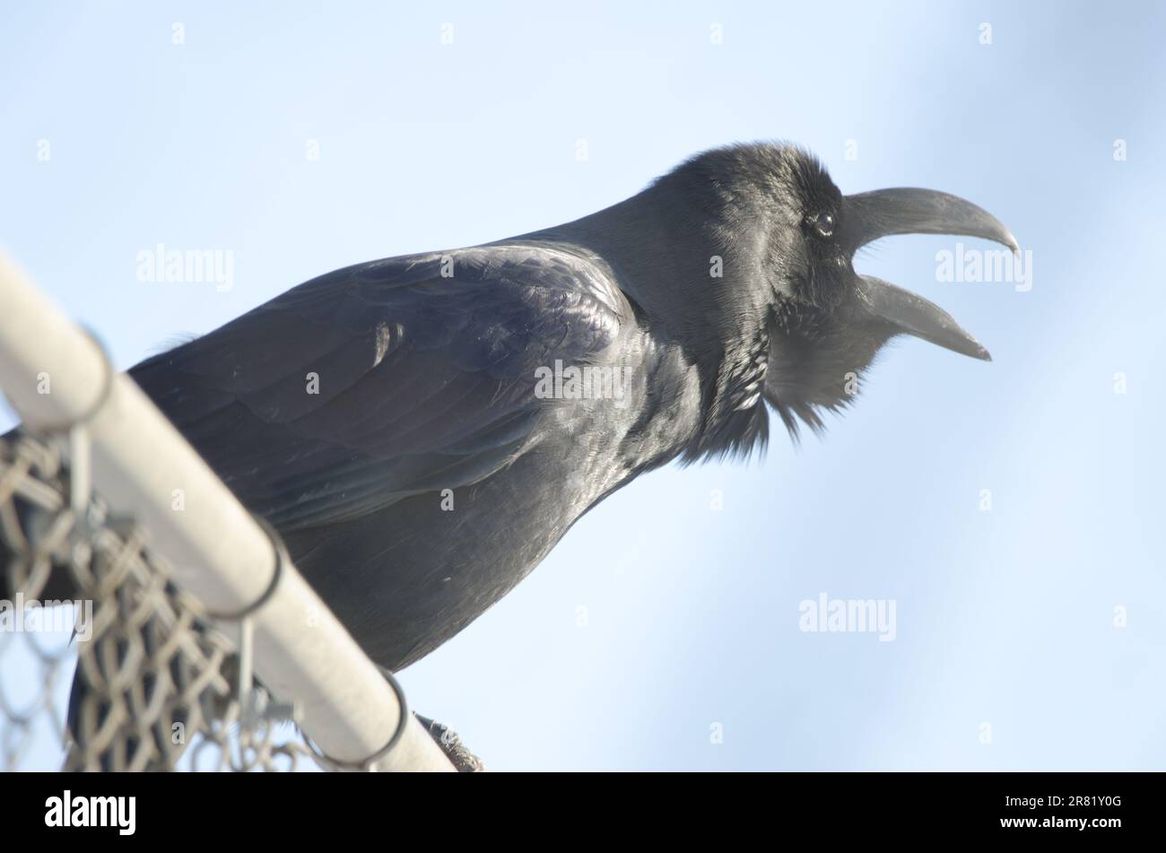 Large-billed crow Corvus macrorhynchos japonensis calling. Kushiro ...