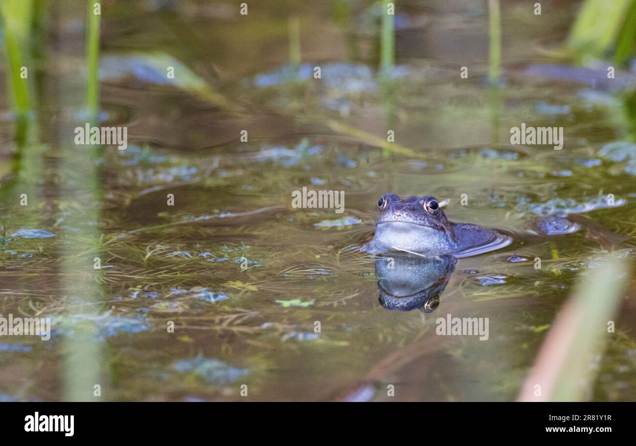 Moor Frog (Rana arvalis) head over water looking at camera, Bialowieza ...