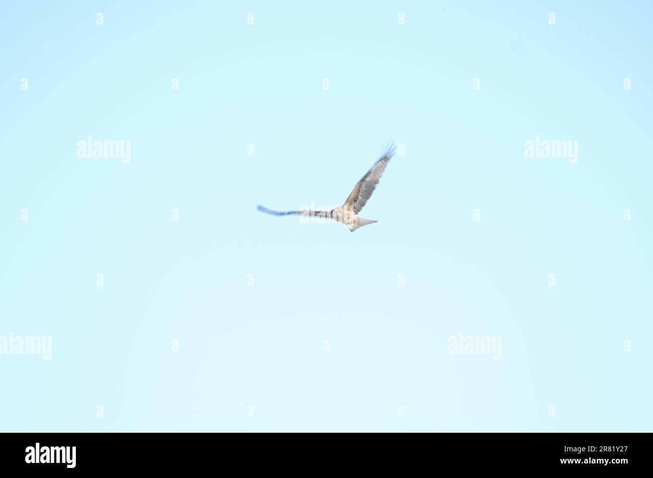 Black-eared kite Milvus migrans lineatus in flight. Kushiro Japanese ...