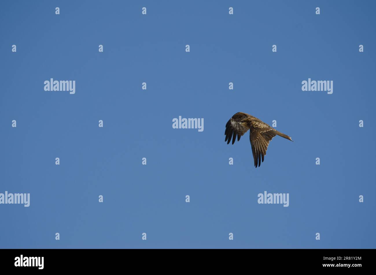 Black-eared kite Milvus migrans lineatus in flight. Kushiro Japanese ...
