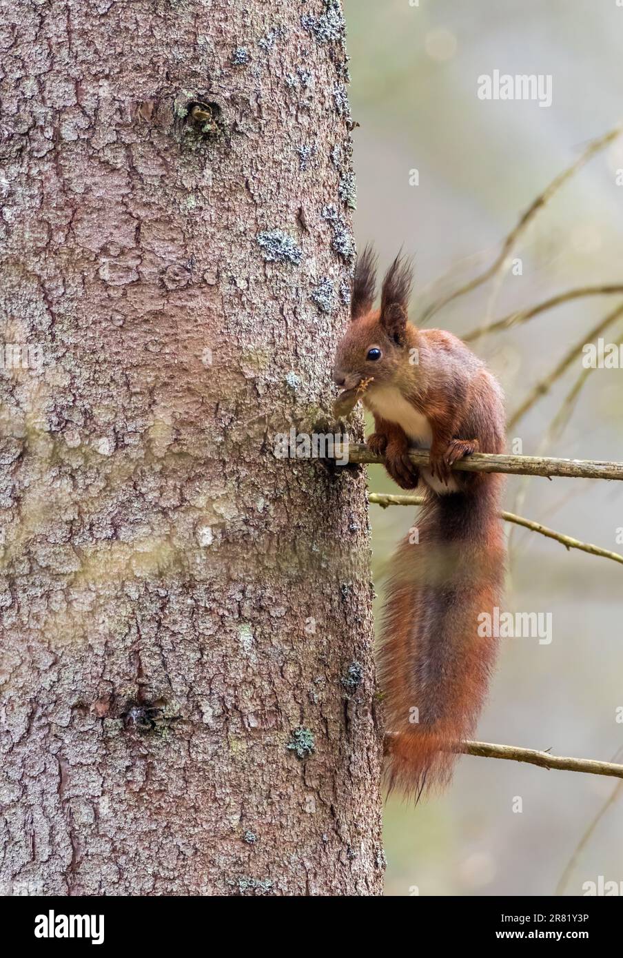 Red squirrel (Sciurus vulgaris) on branch holding food, Bialowieza ...