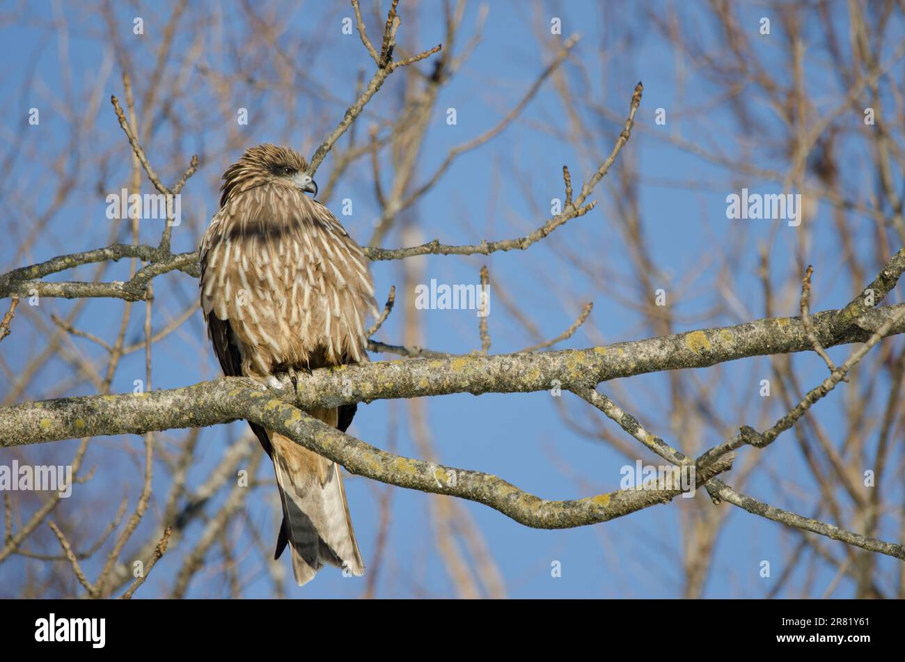 Black-eared kite Milvus migrans lineatus. Kushiro Japanese Crane ...