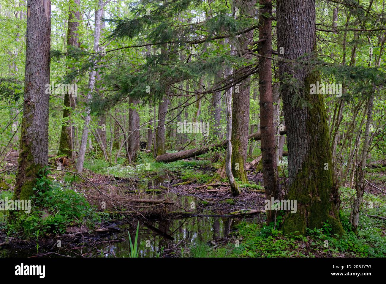 Rich deciduous forest with flowing water among old alder trees ...